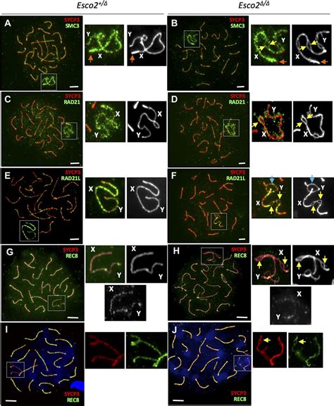 Meiotic Sex Chromosome Cohesion And Autosomal Synapsis Are Supported By Esco2 Life Science