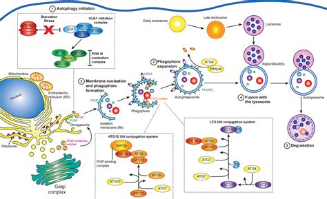 A Diagram Of The Regulators Of Autophagy An Overview