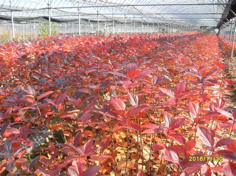 블랙커런트 묘목 아로니아블랙초크베리묘목판매