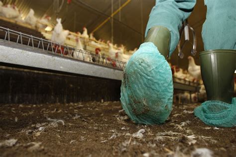 Campylobacter Contamination In Broiler Meat Poultry World