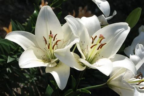 ۲۰ گیاه آپارتمانی که برای گربه‌ها سمی هستند وینوک