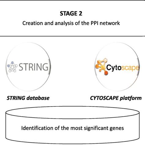 Semi Automatic Workflow For The Identification And Functional Download Scientific Diagram