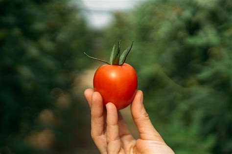 온실에서 빨간 토마토를 들고 있는 여성의 손의 관점 생태 재배 손에 대한 스톡 사진 및 기타 이미지 손 토마토 채소 과일 Istock