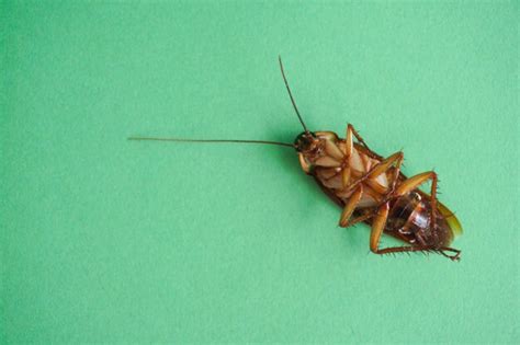 Premium Photo Cockroach Isolated On Green Background