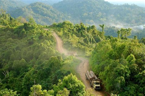 Indonesia Claims Record Low Deforestation But Accounting Raises Questions