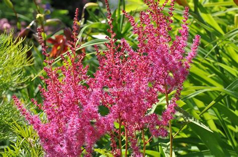 Астильба китайская карликовая (Astilbe chinensis var. pumila) 300 руб ...