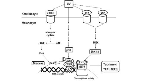 Scheme Of Signaling Pathways Associated With Melanogenesis Download