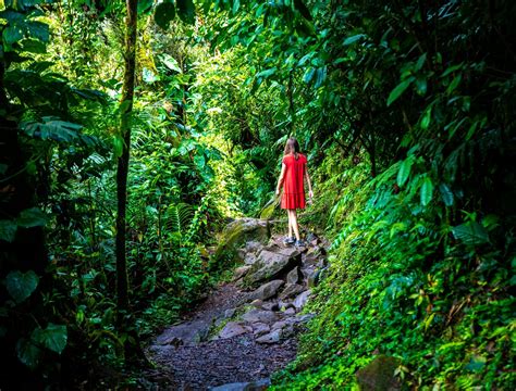 What Is Forest Bathing And What Are The Benefits