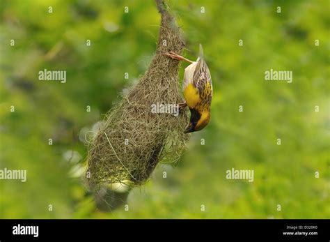 The Baya Weaver Ploceus Philippinus Building Nest Stock Photo Alamy
