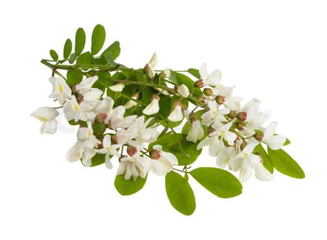 阿拉伯树胶高清图片 刺槐 刺槐图片免费下载 5149985092 千图网pro