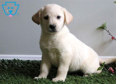 Pixie | Labrador Retriever - English Cream Puppy For Sale | Keystone ...
