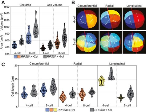 3d Cell Shape Analysis Of Wild Type And Bdl Embryos A Average Cell