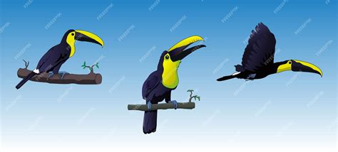 Premium Vector Toucans Cartoon Vector Illustration