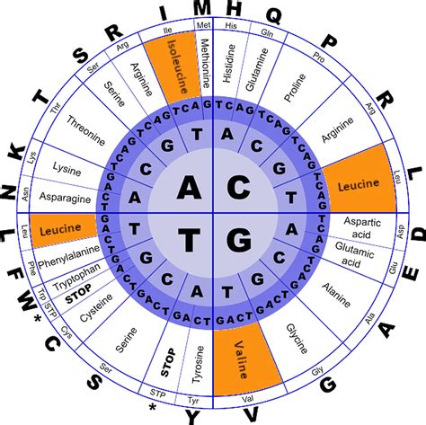 Maple Syrup Urine Disease Msud Med Lab Study Hall