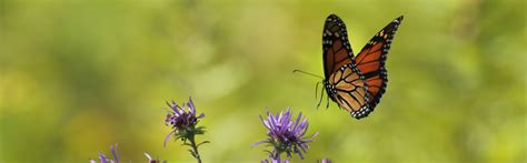 Association To Preserve Cape Cod