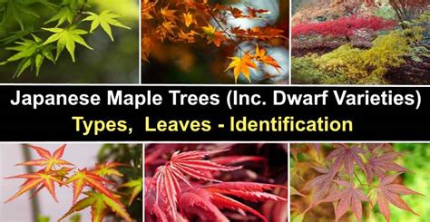 Types Of Anese Maple Trees Pictures Infoupdate Org