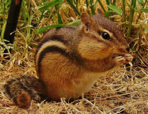 Chubby Cheek Chipmunk Photograph By Earl Williams Jr Fine Art America