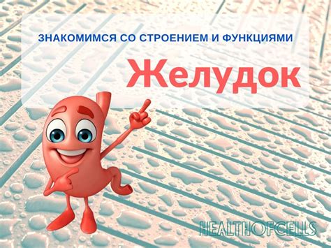 Желудок Знакомимся со строением и функциями Здоровье с Healthofcells
