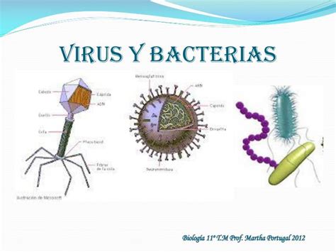 Ppt Virus Y Bacterias Powerpoint Presentation Free Download Id3451539