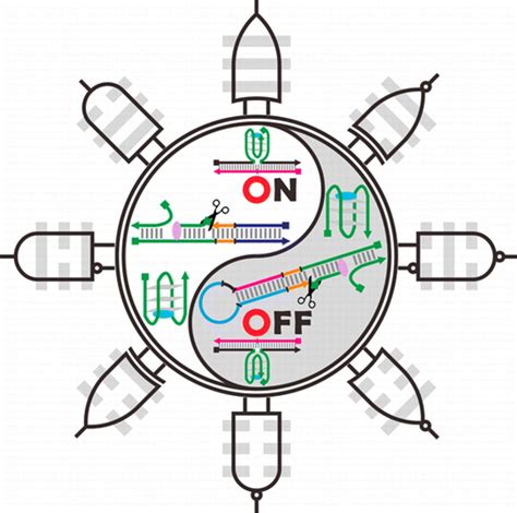 Versatile And Programmable Dna Logic Gates On Universal And Label Free Homogeneous