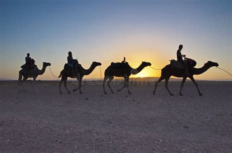 Camel Trekking Tour In The Moroccan Sahara Desert Stock Image Image