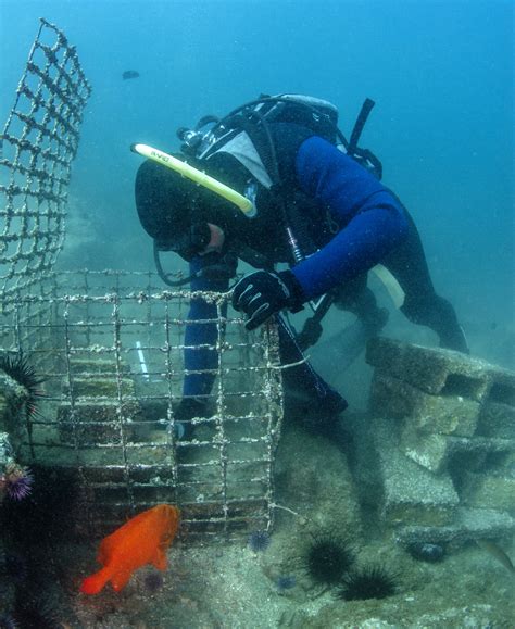 Kelp Forest Community Monitoring U S National Park Service
