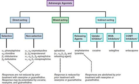 Adrenergic Agonist Drugs Produce Which Of The Following Effects