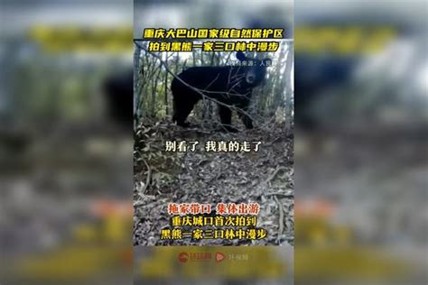 熊出没！重庆拍到黑熊一家三口林中漫步黑熊一家重庆