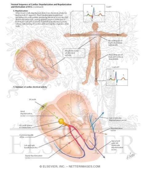 Normal Sequence Of Cardiac Depolarization And Repolarization And