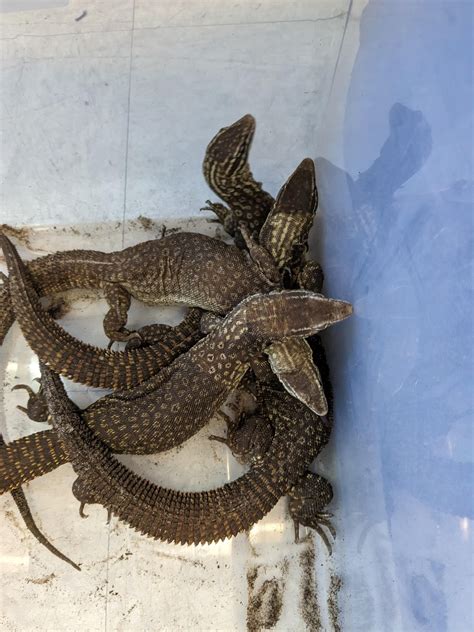 Ackie Monitor Sexing R Monitorlizards