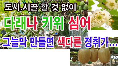 다래나 키위 심어 그늘막 만들면 색다른 정취가다래 재배 키위재배 하여 그늘막 만들기 다래 특성 키위 특성 다래 품종 키위 품종 다래 그늘막 만드는 방법