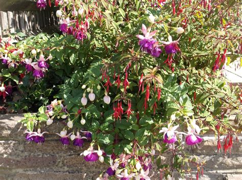 Purple And White Flowers Growing On The Side Of A Brick Wall