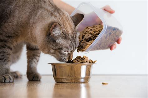 Problemas Que Conlleva Una Incorrecta Alimentación En Los Gatos