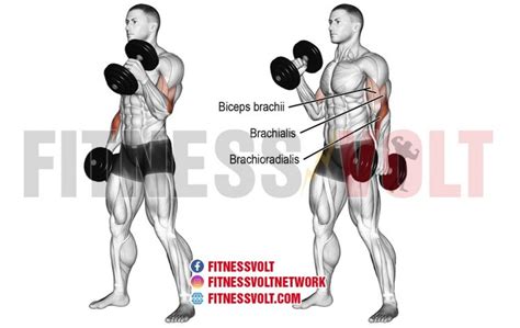 Cable Hammer Curl Exercise How To Variations And Video Guide