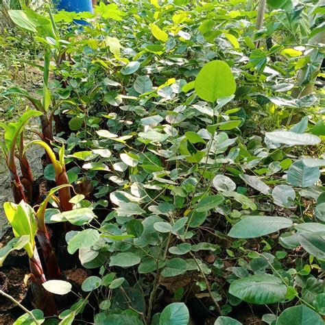 Redsandalwood Tree Sapling For Agriculture At Rs 50 Unit In Tiruvallur