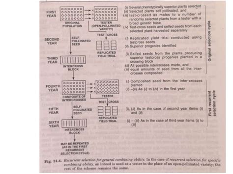 16recurrent Selection Ppt