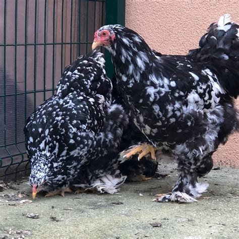Mottled Chickens Is Mottled A Single Breed