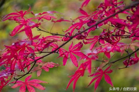 盛夏被烈日烤焦了的紅葉捨不得離開樹枝呈現出一種悲壯的悽美 每日頭條