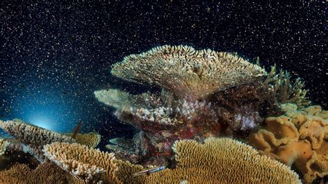 რიფების გადარჩენა