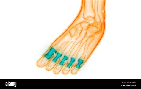 Anatomie Des Articulations Osseuses Du Système De Squelette Humain