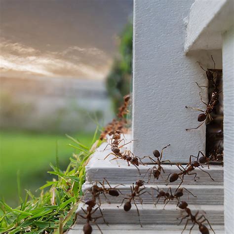 Battling Carpenter Ants In Colorados Mountainous Terrain