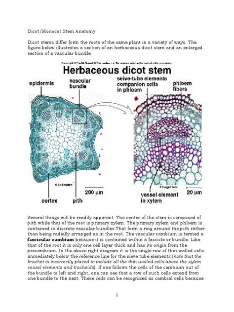Herbaceous Dicot Stem Showing The External Features