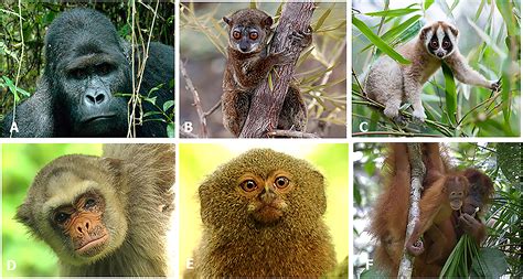 Species Of Primates