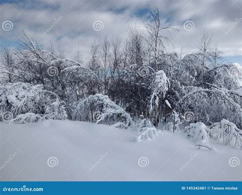 Rboles Y Monta As Cargados Con El Pueblo De La Nieve De Parva Rumania