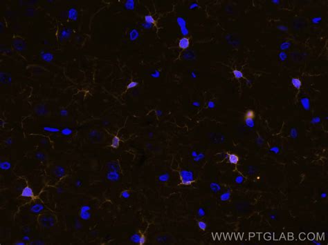 Iba1 Antibody Cl555 81728 Proteintech