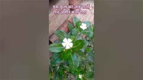इस फूल काजल रातों रात अमीर बना देगा Flowers Shortvideo Food प्लीज