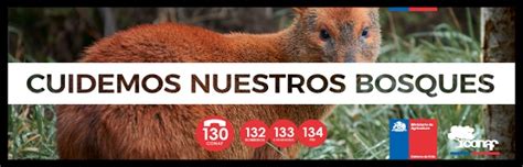 Conaf Lanza Campaña De Prevención De Incendios Forestales Periodo 2021