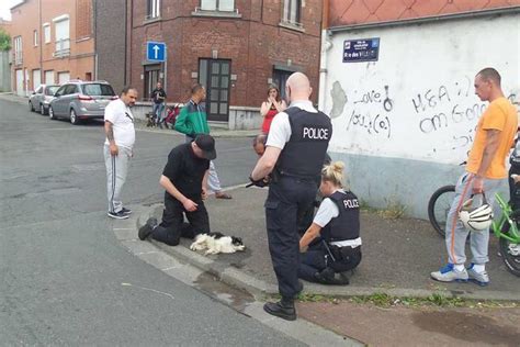 La police sauve un chien attaché à un arbre La DH Les Sports