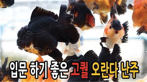 입문하기 좋은 고퀄 오란다 And 난주 Youtube