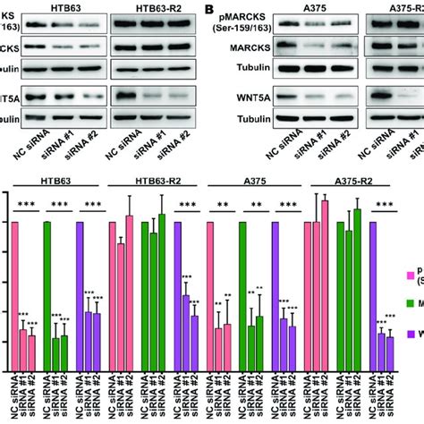 Acquired Brafi Resistance In Melanoma Cells Causes Significant